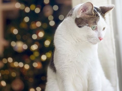 Pet Sitting and Dog Walking in Michiana, South Bend, IN - Amber’s ...